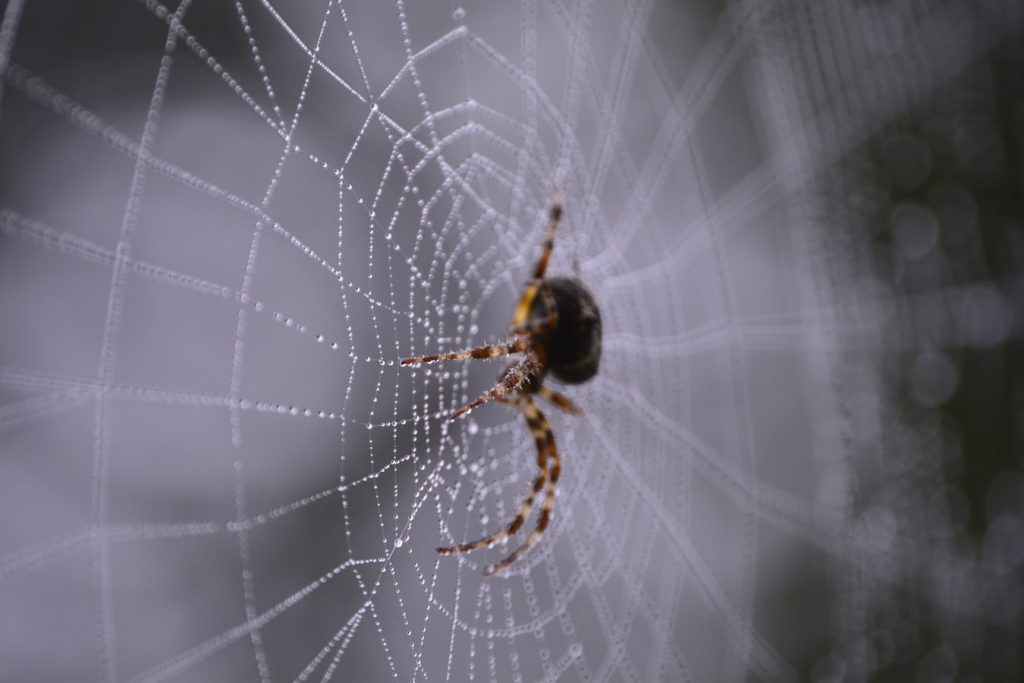 Common New England Spiders - A1 Exterminators