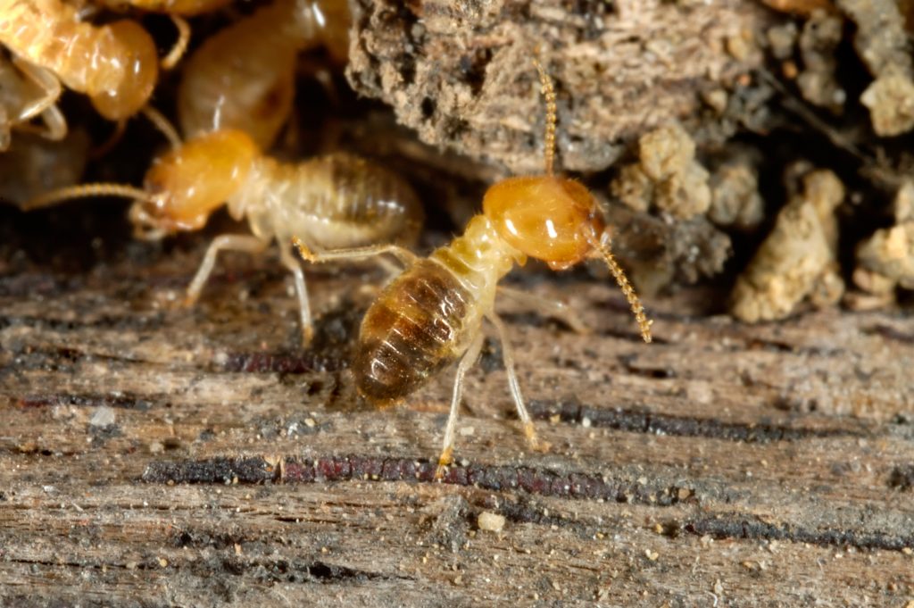 Worker Termites - A1 Exterminators