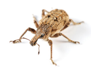 Pest ID - A1 Exterminators